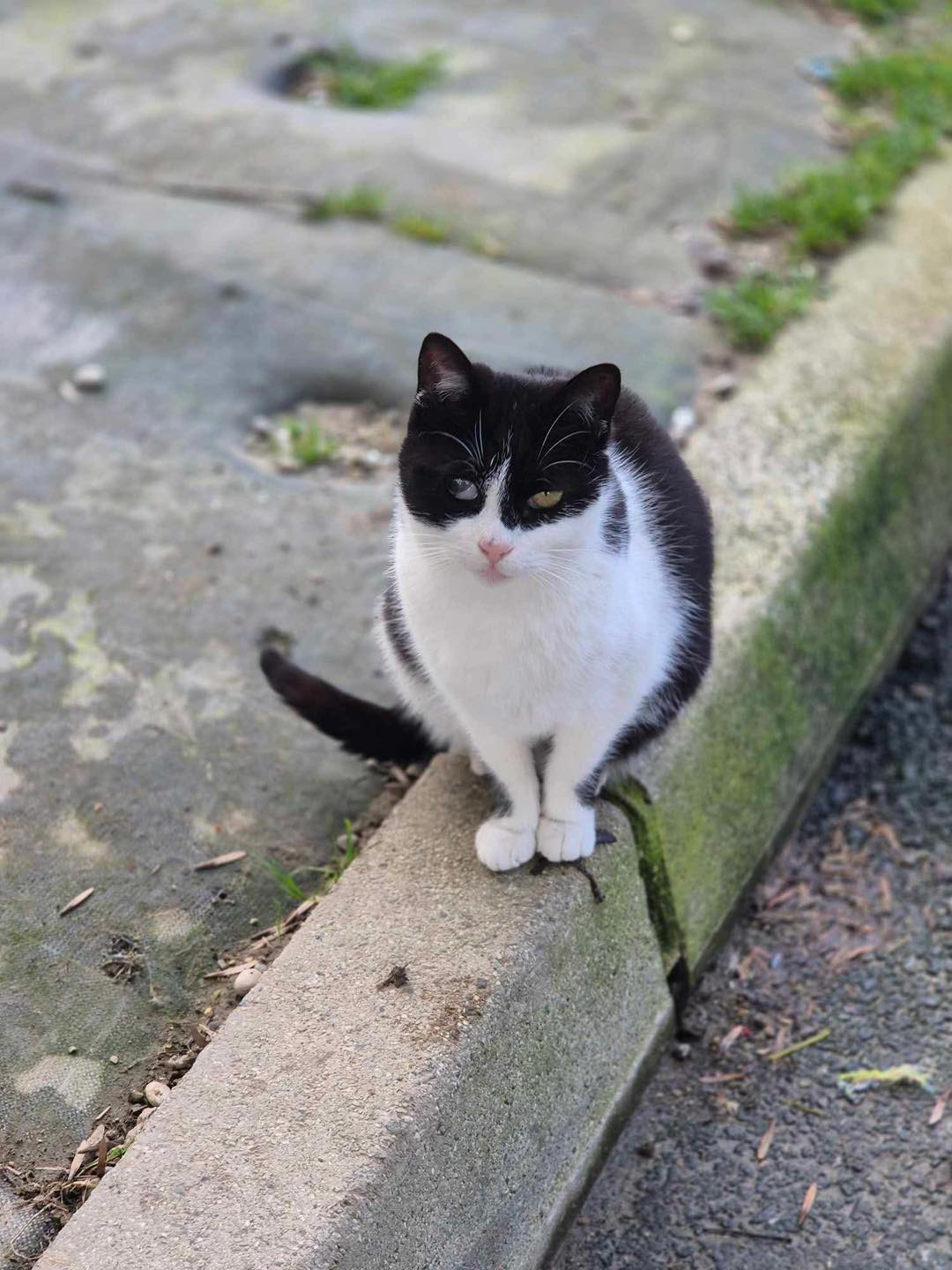 SASKIA - Refuge Saint Roch