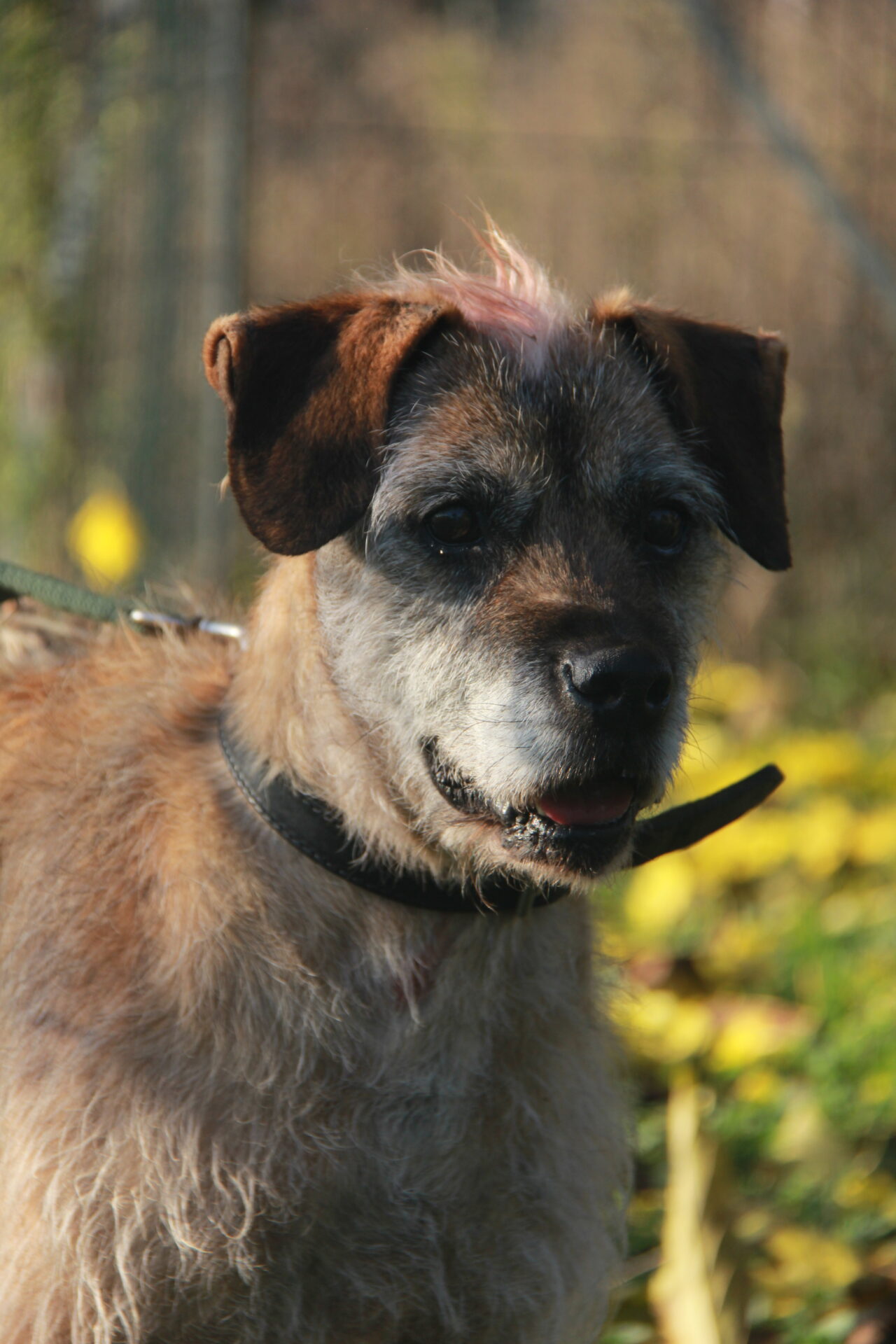 SADY - Refuge Saint Roch