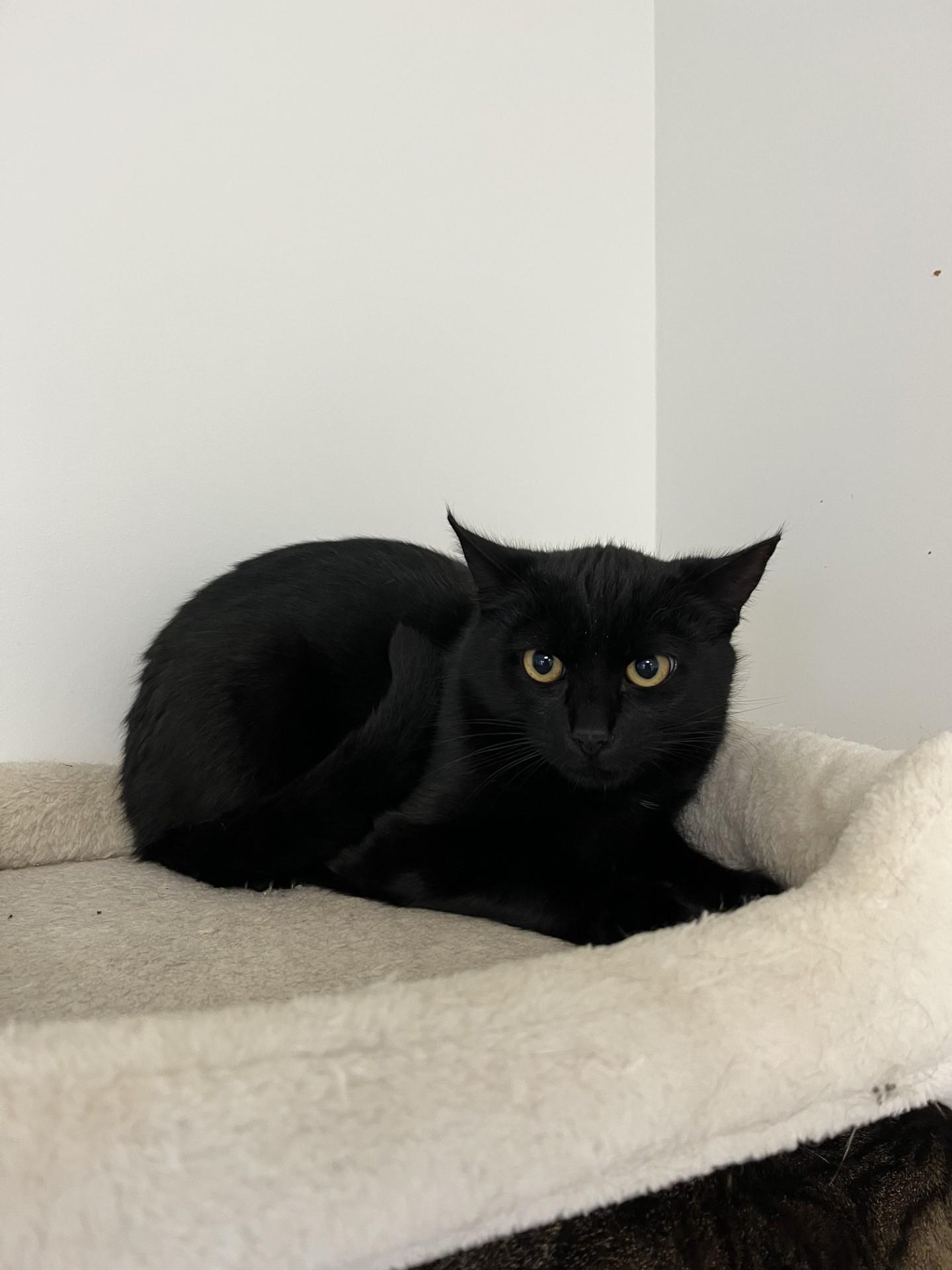 APACHE - Refuge Saint Roch