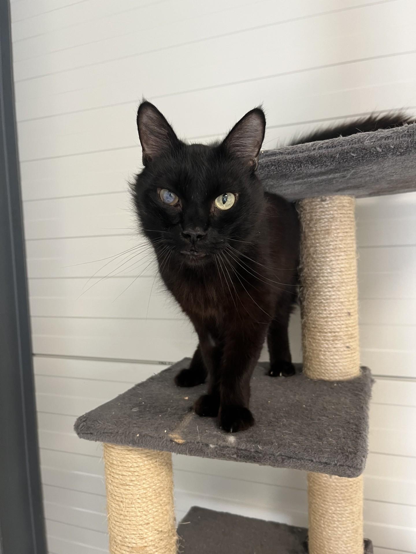 MALOY - Refuge Saint Roch