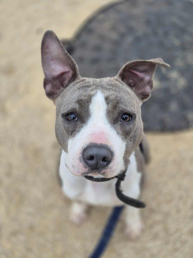 POMME - Refuge Saint Roch